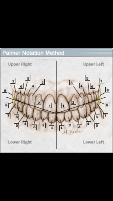 Palmer Teeth Numbering System Ortho Dental Tourism Dental Assistant