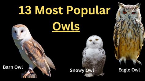 How To Identify An Owl By Its Call At Michael Mullett Blog