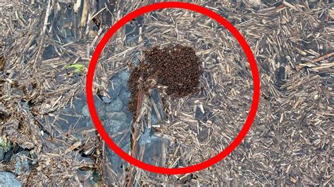 Fire Ants Show Extraordinary Behaviour In Gold Coast Floodwaters As New Nest Found Near Ballina
