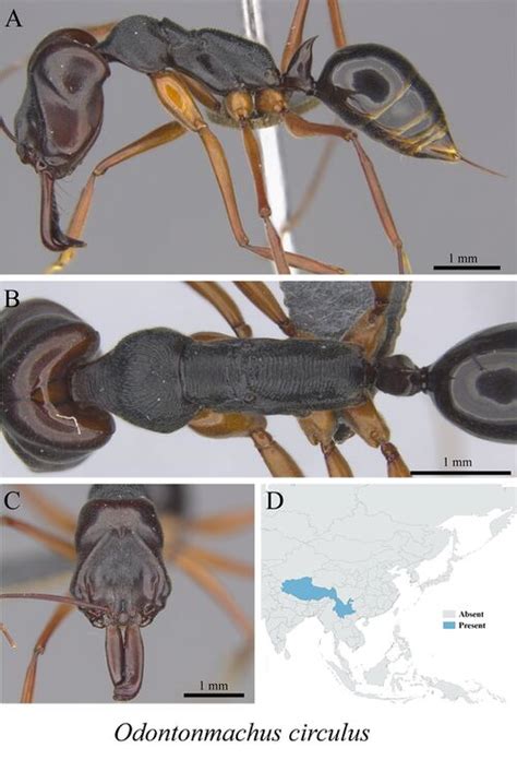 Odontomachus Circulus Antwiki