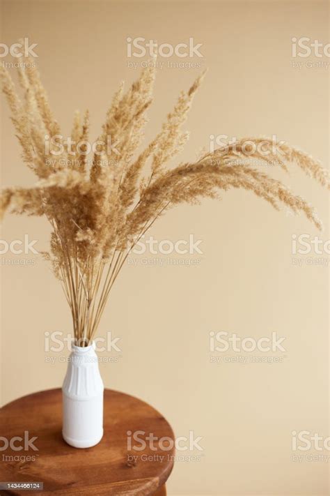 베이지 색 배경에 꽃병에있는 팜파스 잔디의 가지 실내 장식 복사 공간 0명에 대한 스톡 사진 및 기타 이미지 0명 가을 갈대속 벼과 Istock