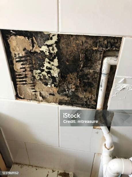 물 손상 흰색 타일 욕실 벽 검은 곰팡이 물 누출 플라스틱 파이프 및 커넥터 화장실 시스템 주택 문제 개념의 이미지 곰팡이에 대한 스톡 사진 및 기타 이미지 Istock