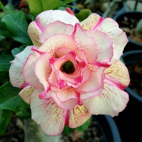 Adenium Obesum Seeds 'Angle' - Price €1.95