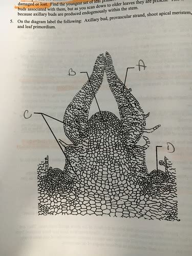 Botany Lab Stems With Pictures Flashcards Quizlet