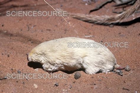 Photograph | Marsupial Mole | Science Source Images