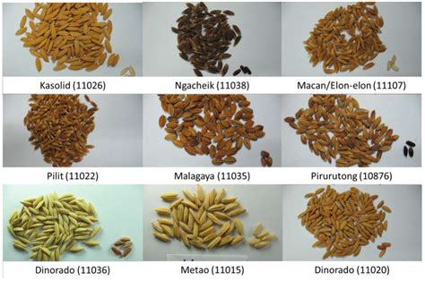 Chinese Rice Varieties