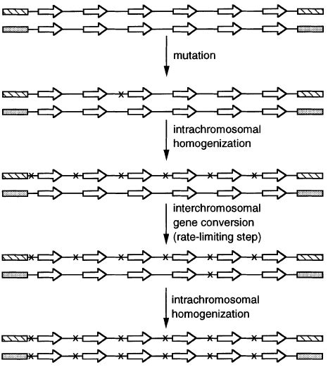 A Model For Concerted Evolution Of The Rnu2 Locus In Humans And Download Scientific Diagram