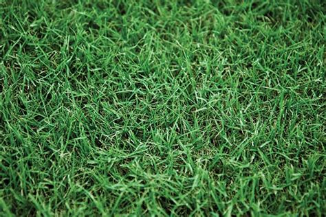 Tifway 419 Bermuda Aanda Stone And Masonry