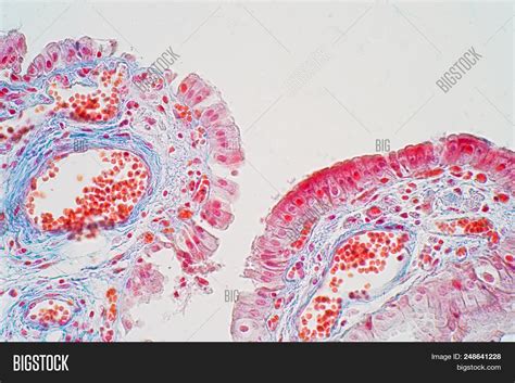 Simple Columnar Image Photo Free Trial Bigstock