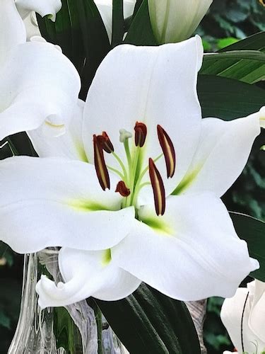 Buy Lily Bulbs | Zambesi Oriental Trumpet Lily | Gold Medal winning ...