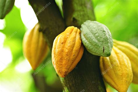 Cocoa Pods Stock Photo Leungchopan 5398987