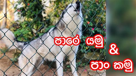 පාං කමු රේවන්ගේ පෙරේත කම Youtube