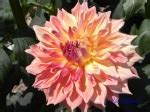 町田ダリア園のダリアその5 桜から四季の花まで江戸東京散歩日記