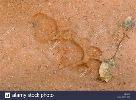 Tiger Pugmark High Resolution Stock Photography And Images Alamy