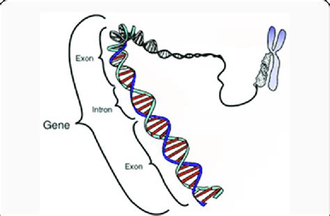 Gene Structure Source Wikipedia Com 2014 Download Scientific Diagram