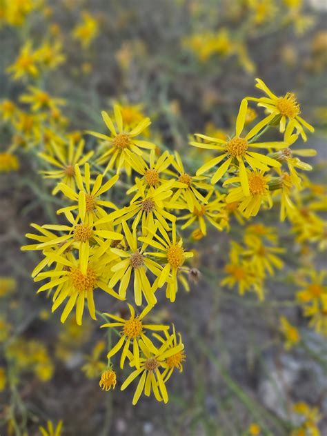Threadleaf Ragwort Seedssenecio Flaccidugroundselcalifornia Native