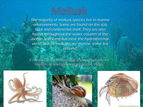 Ppt Mollusks Arthropoda And Echinoderms Powerpoint Presentation