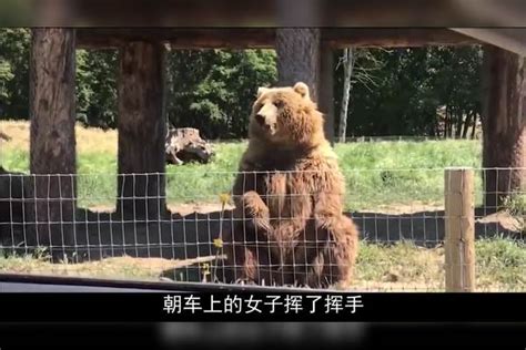 棕熊用嘴接面包，还会挥手示意要吃的：少熊！可真是好身手！少熊面包棕熊