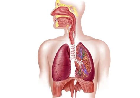 Respiratory Function The Difference Between Catabolic Processes And
