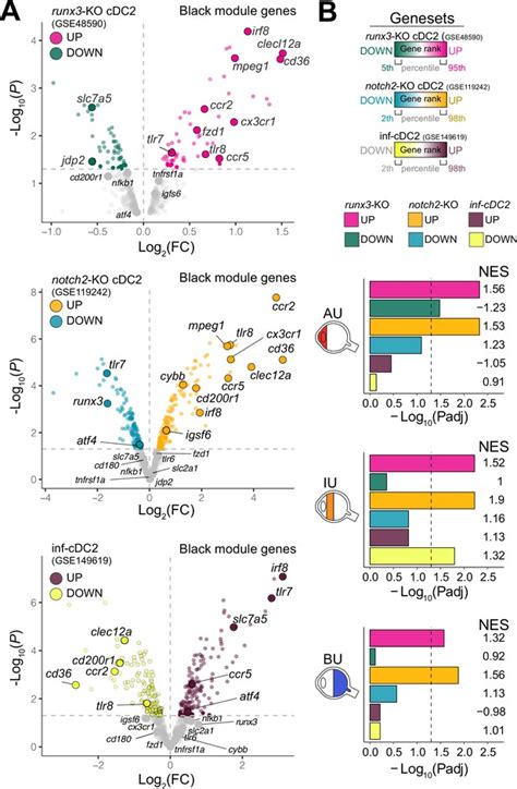 transcriptome network analysis implicates cx3cr1 positive type 3 dendritic cells in non