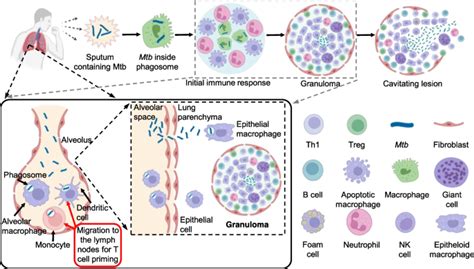 结核分枝杆菌的致病机制：对新药开发的启示 Molecular Biomedicine X Mol