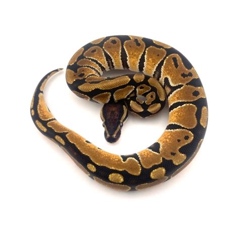 Spectoryellow Belly Ball Python By Fortune Reptiles