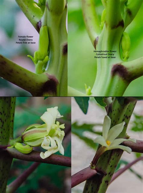 Papaya Male Female Flowers At Irene Defilippo Blog