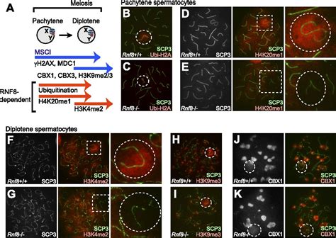 Rnf8 Regulates Active Epigenetic Modifications And Escape Gene