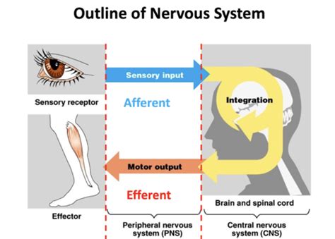 Lecture 1 Sensory Systems Flashcards Quizlet