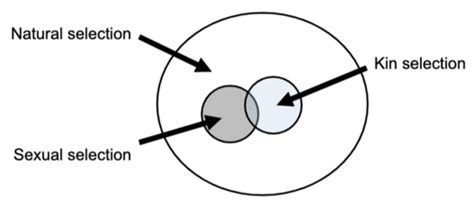 Kin Selection Animal Behavior Flashcards Quizlet