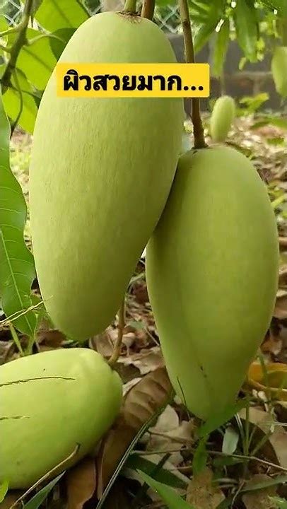 มะม่วงอกร่องพิกุลทอง Youtube