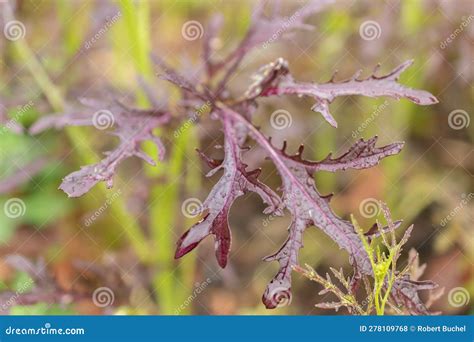 Red Mustard Or Brassica Juncea Plant In Zurich In Switzerland Stock
