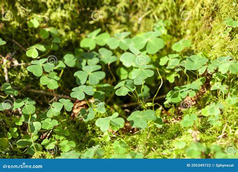 The Shamrock Is A Symbol Of Ireland And St Patrick Day A Plant In A