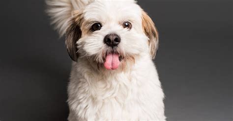 캄보디아 비자 신청 방법 알아보기 정보 Tv아페