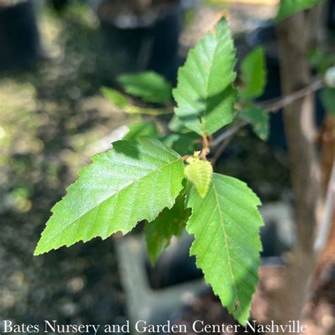 15 Clump Betula Nigra Dura Heat River Birch Native Tn