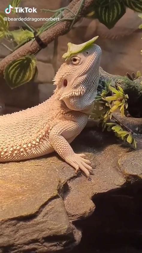 The Ultimate Bearded Dragon Care Guide Artofit