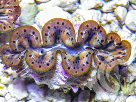 Maxima Clams Reef2reef