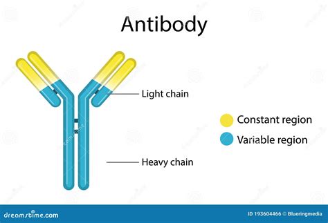 Antibody Structure Vector Diagram 252924353
