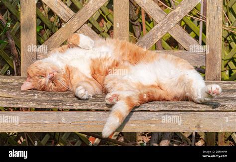 Large Ginger Male Tomcat Cat Tabby Orange And White Striped Asleep In