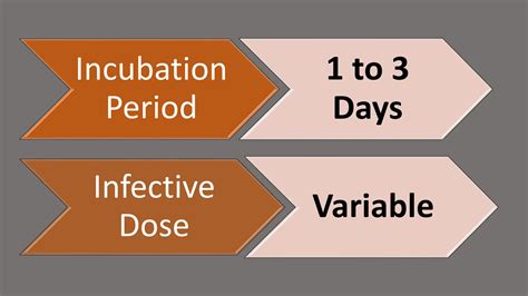 Streptococcus Mutans Of Bacteria Causes The Dental Plaque In Mouth Pptx
