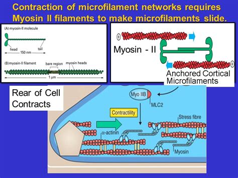 Lectures 21 And 22 The Cytoskeleton Microfilaments Essential