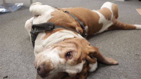 Pollen Robotics On Linkedin Robotics Frenchstartup Pollenrobotics