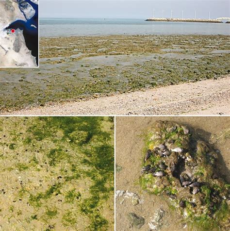 Intertidal Mudflat In The Eastern Part Of Sulaibikhat Bay In The Download Scientific Diagram