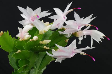 Schlumbergera hybrids - Christmas Cactus