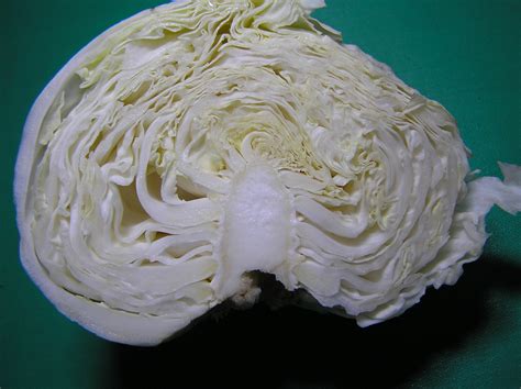 台灣好農部落格 看過來！高麗菜的挑選與保存！