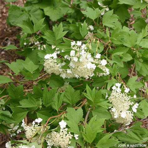 American Cranberrybush Viburnum For Sale At Arbor Days Online Tree
