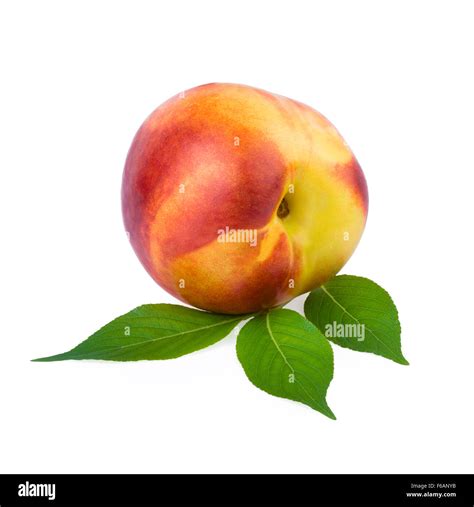 Peach White Background Leaf Cut Out Stock Images And Pictures Alamy