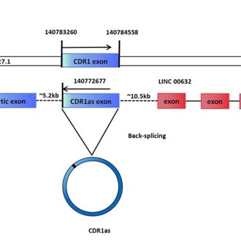 Model For Biogenesis Of Cdr1as In Humans Cdr1 Gene Is Located In The