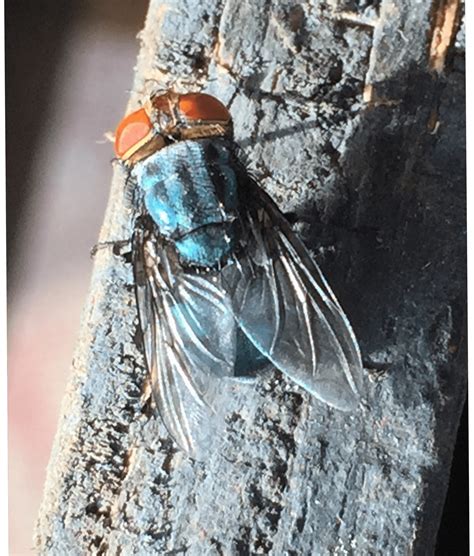 New World Screwworm Infestations In Animals Photo Gallery