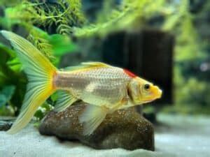 Comet Goldfish Care Size Lifespan Tankmates